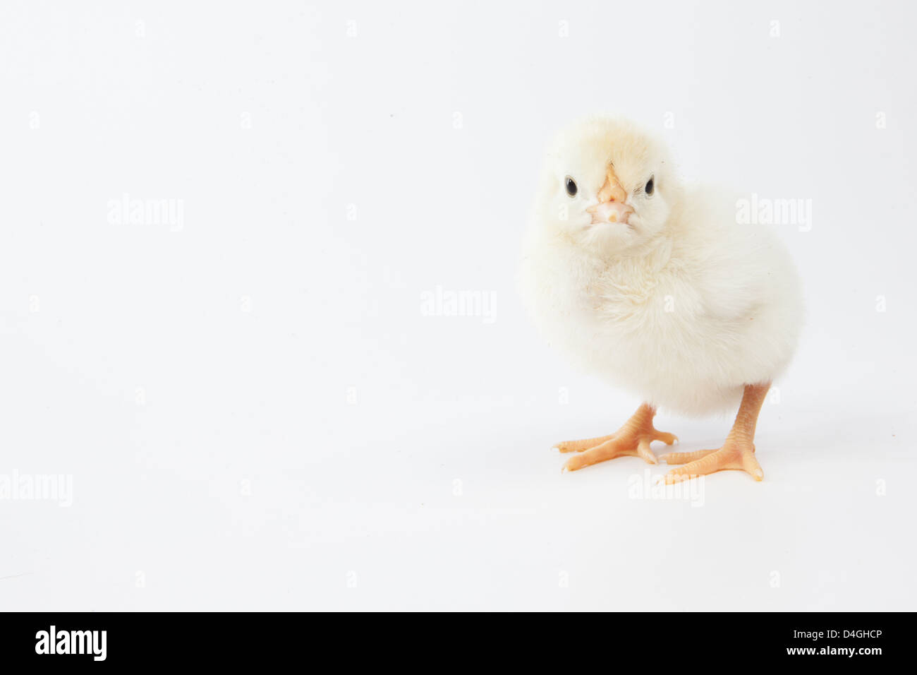 One chick standing Stock Photo - Alamy