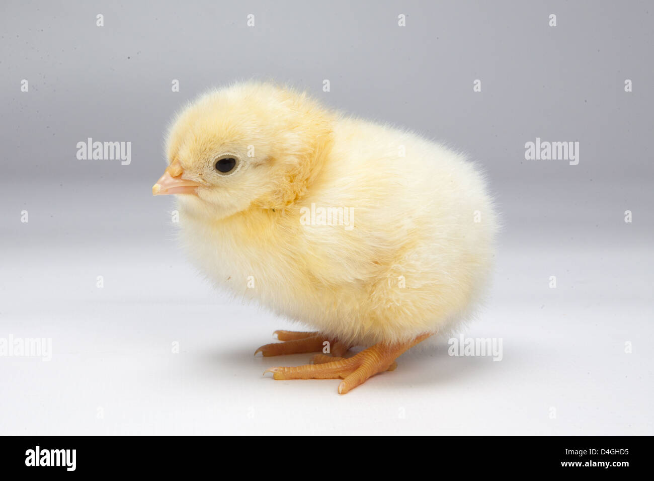 One chick standing Stock Photo - Alamy