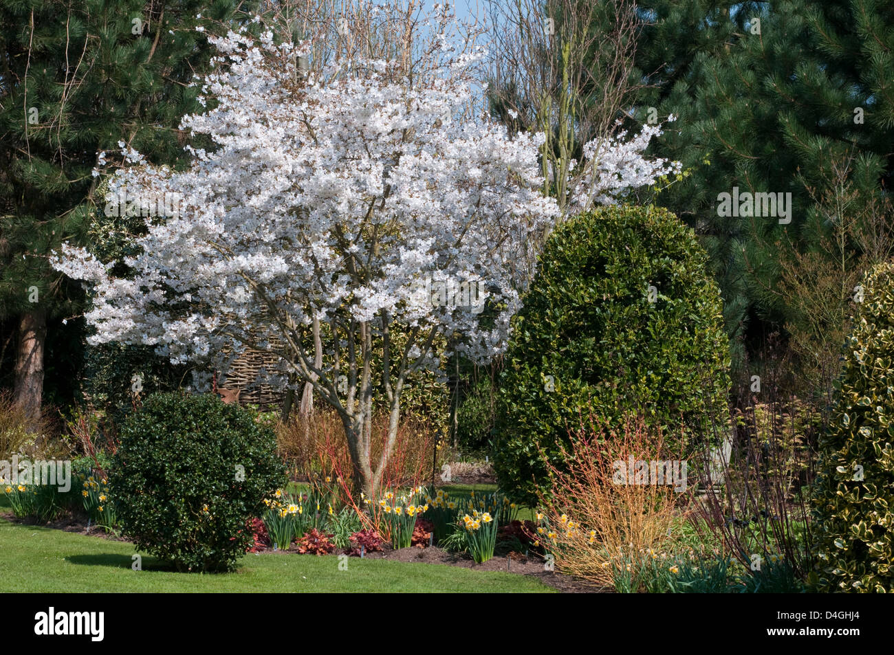 Prunus incisa 'The Bride' Stock Photo, Royalty Free Image: 54454796 - Alamy