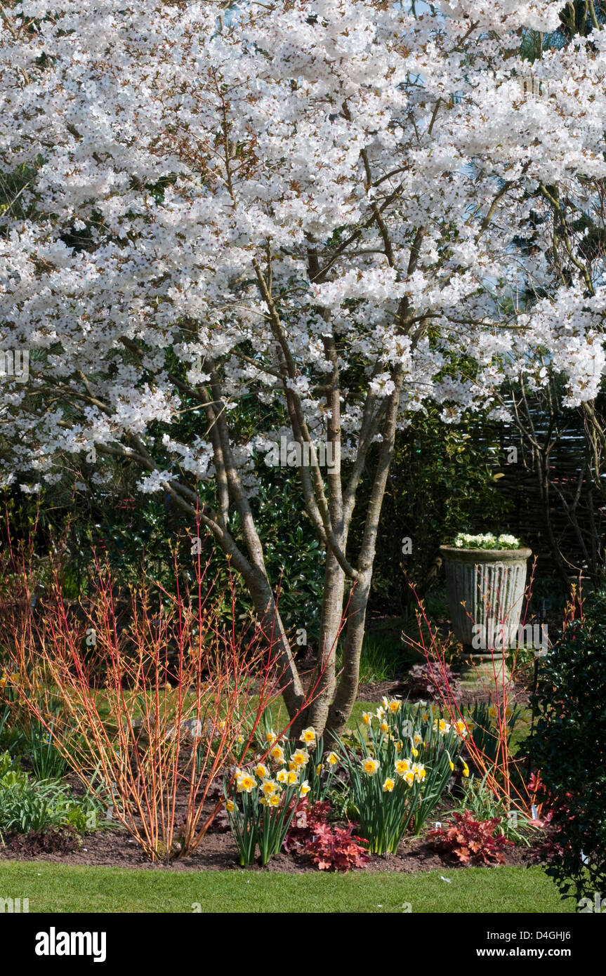 Prunus incisa 'The Bride' Stock Photo - Alamy