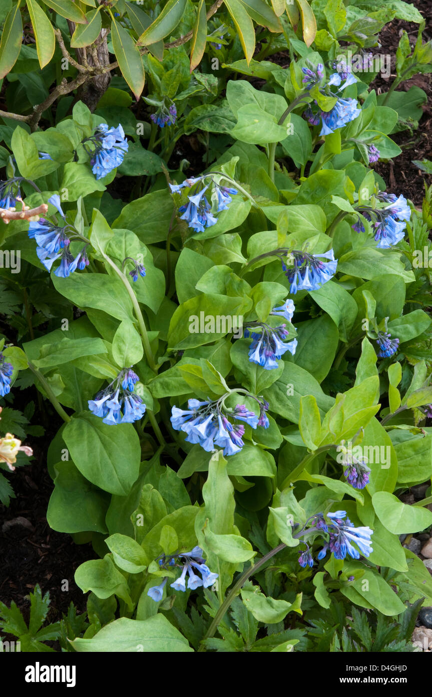Mertensia virginica hi-res stock photography and images - Alamy