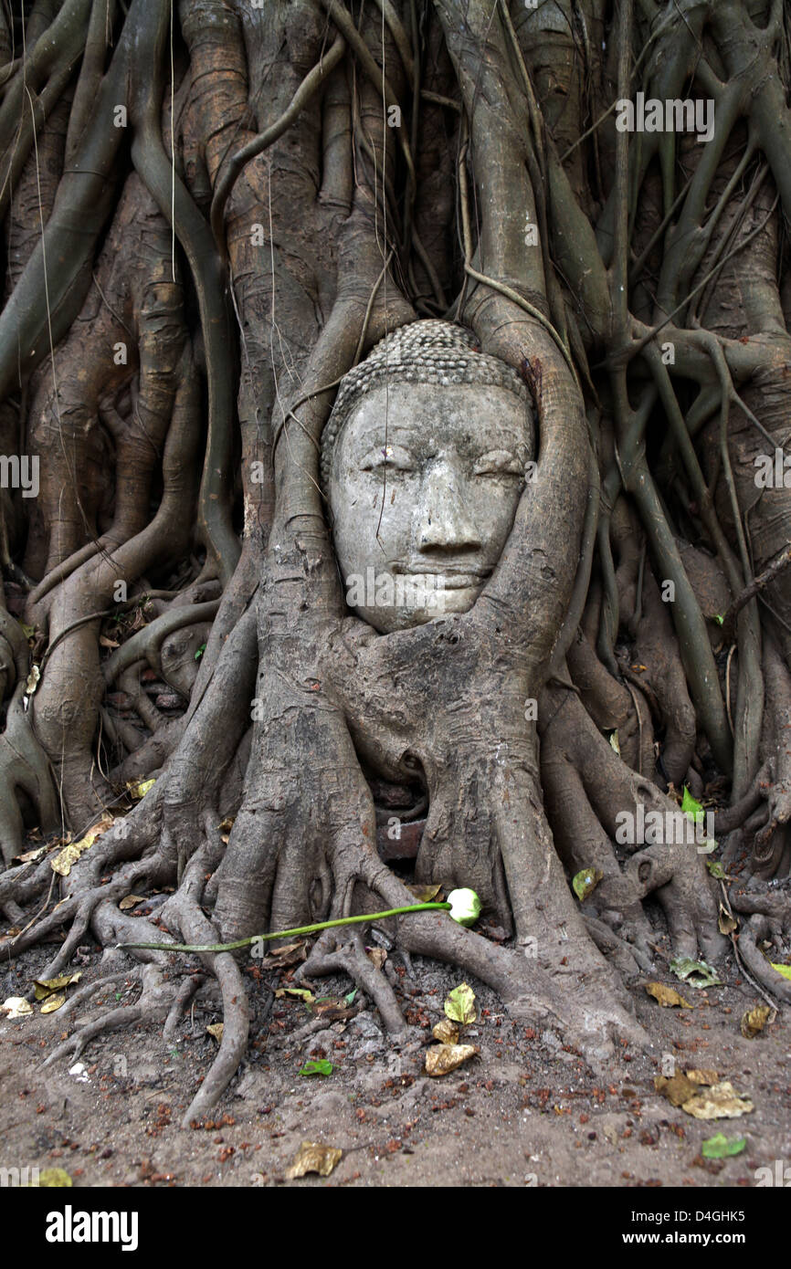Tree of buddha hi-res stock photography and images - Alamy