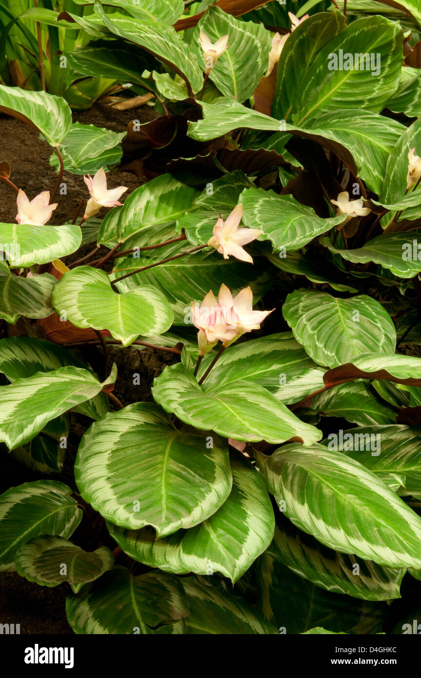 Calathea pink hi-res stock photography and images - Alamy