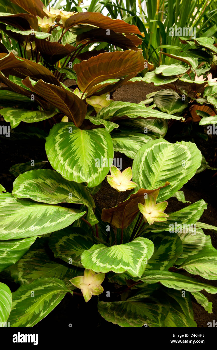 Calathea pink hi-res stock photography and images - Alamy