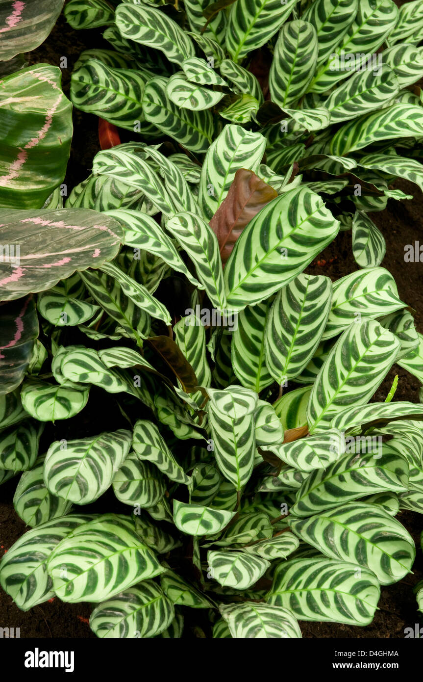 Calathea freddy marantaceae houseplant hi-res stock photography and ...