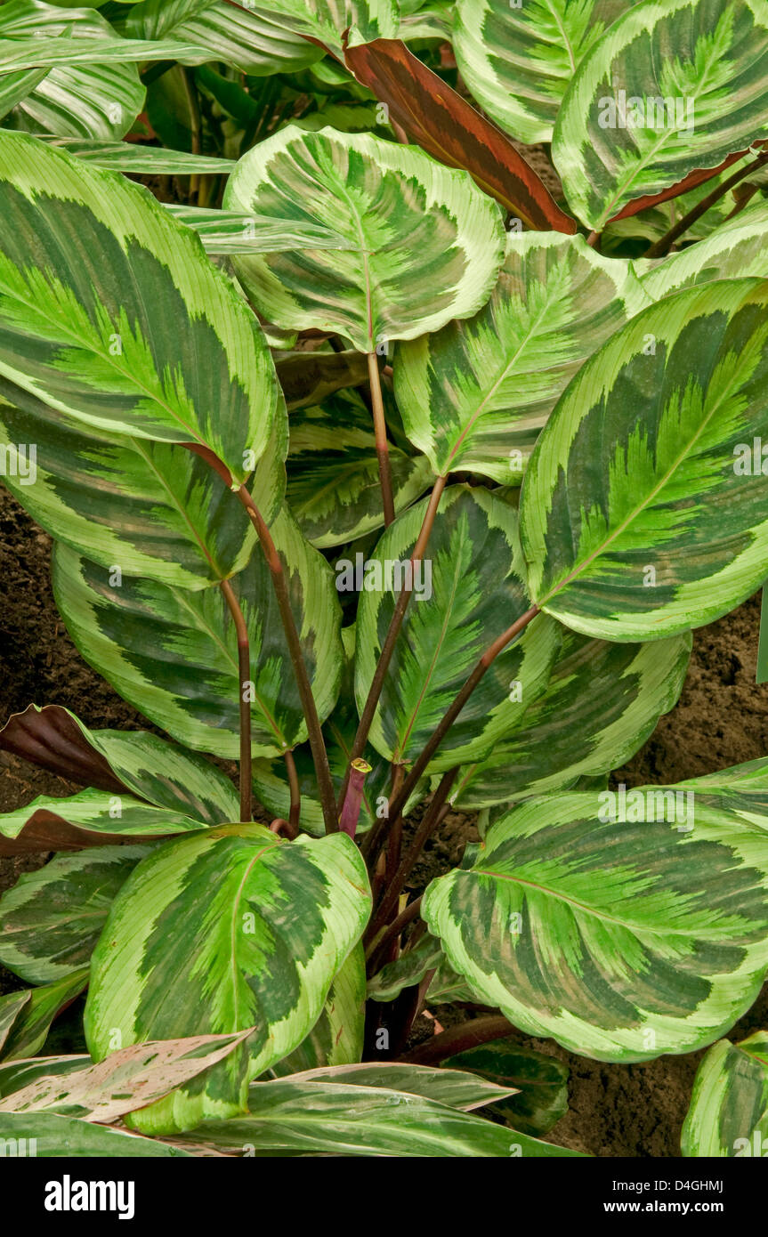 Red Maranta Calathea