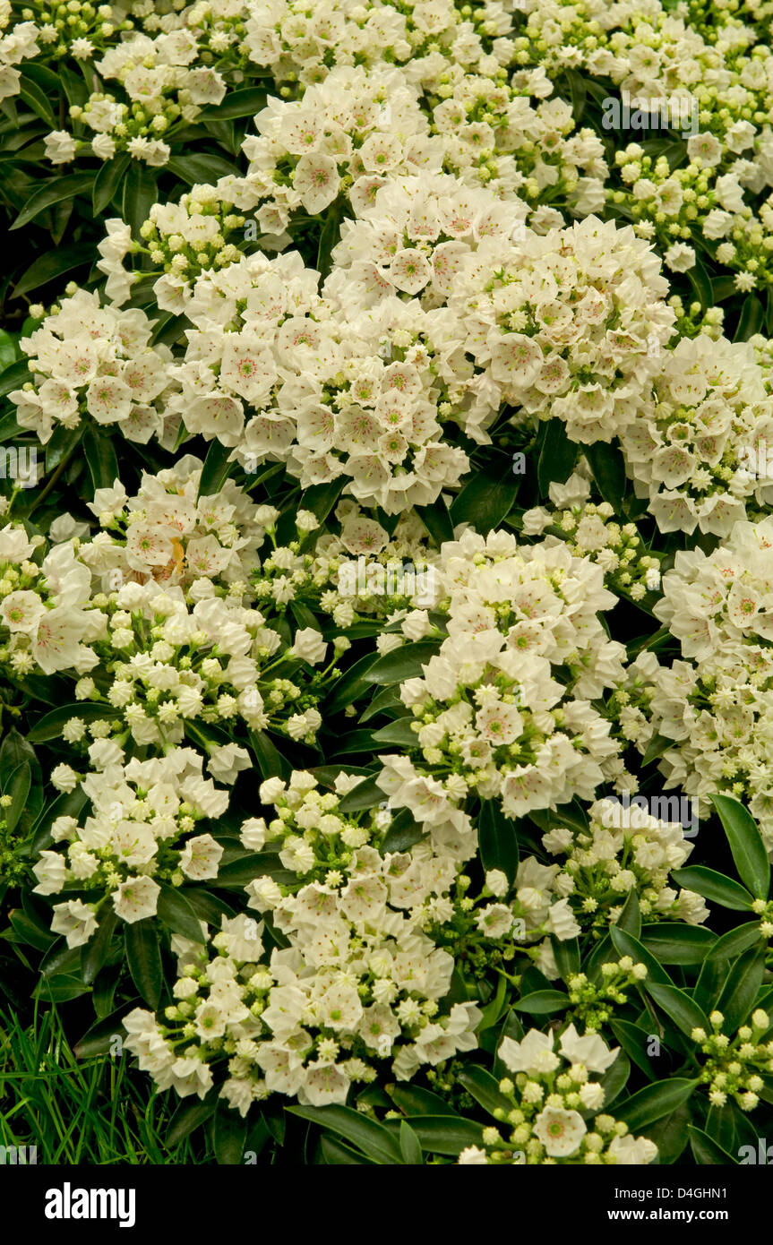 Kalmia latifolia 'Elf' Stock Photo - Alamy