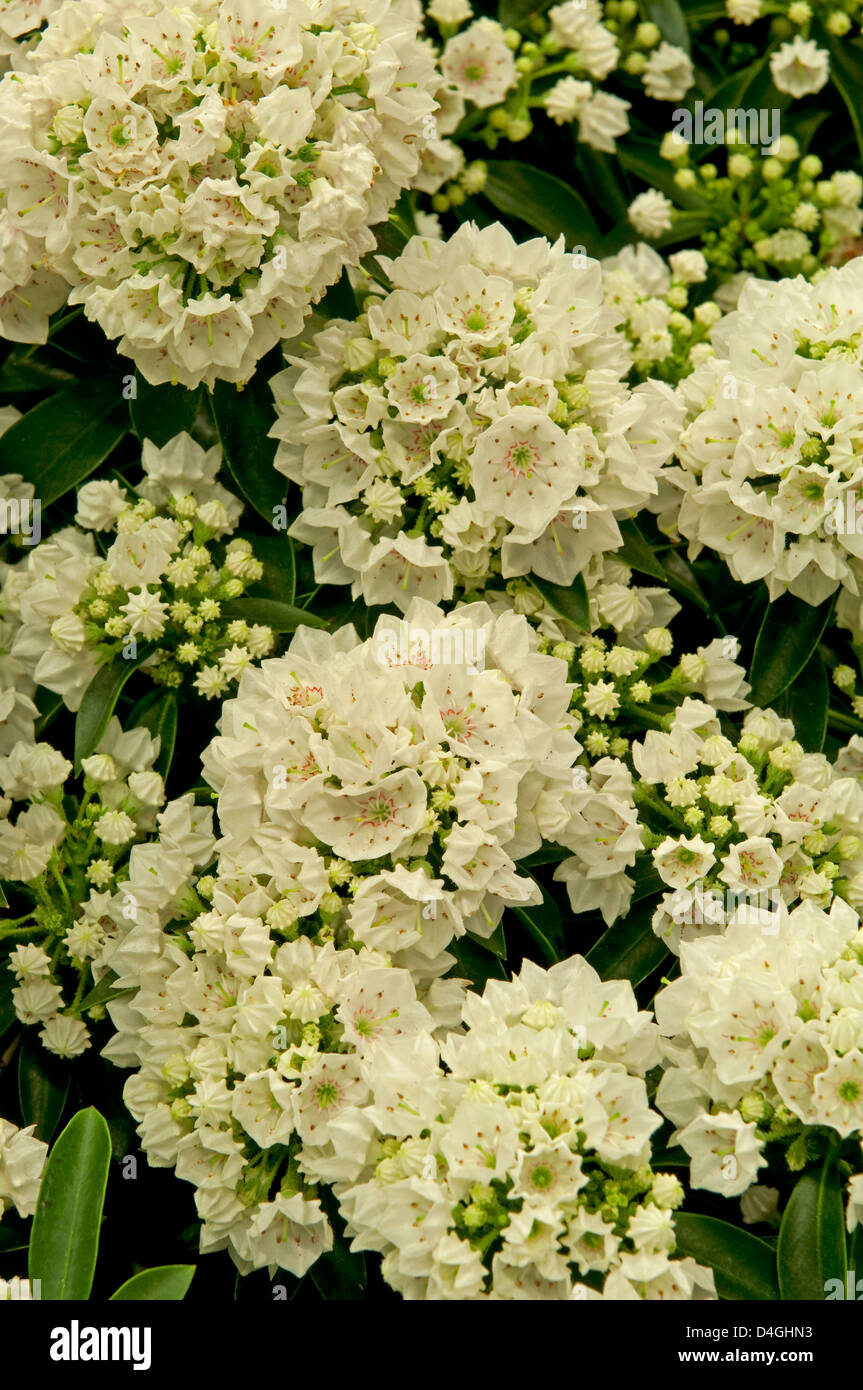 Kalmia latifolia 'Elf' Stock Photo - Alamy
