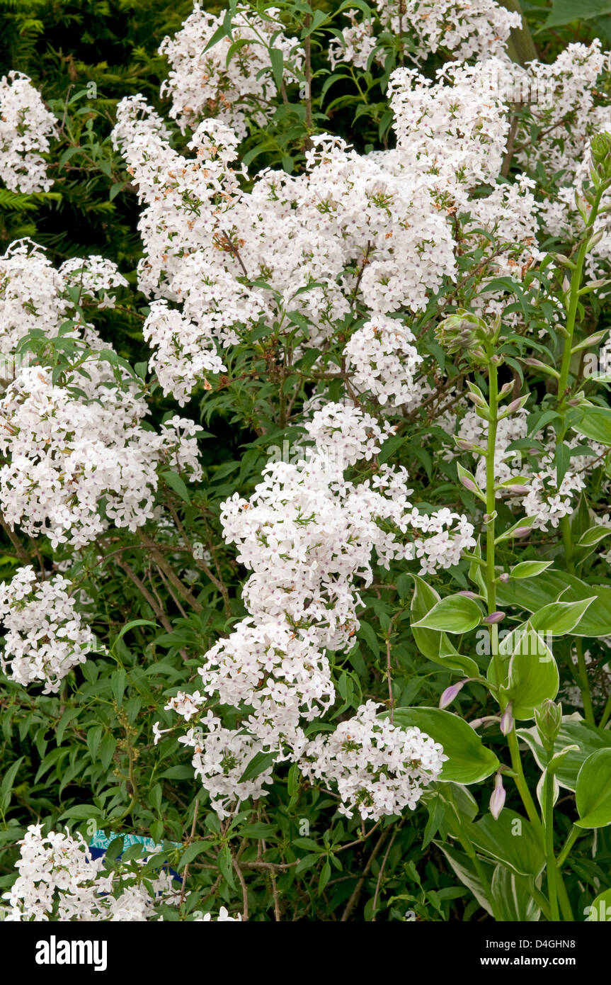 Syringa persica 'Alba' Stock Photo - Alamy