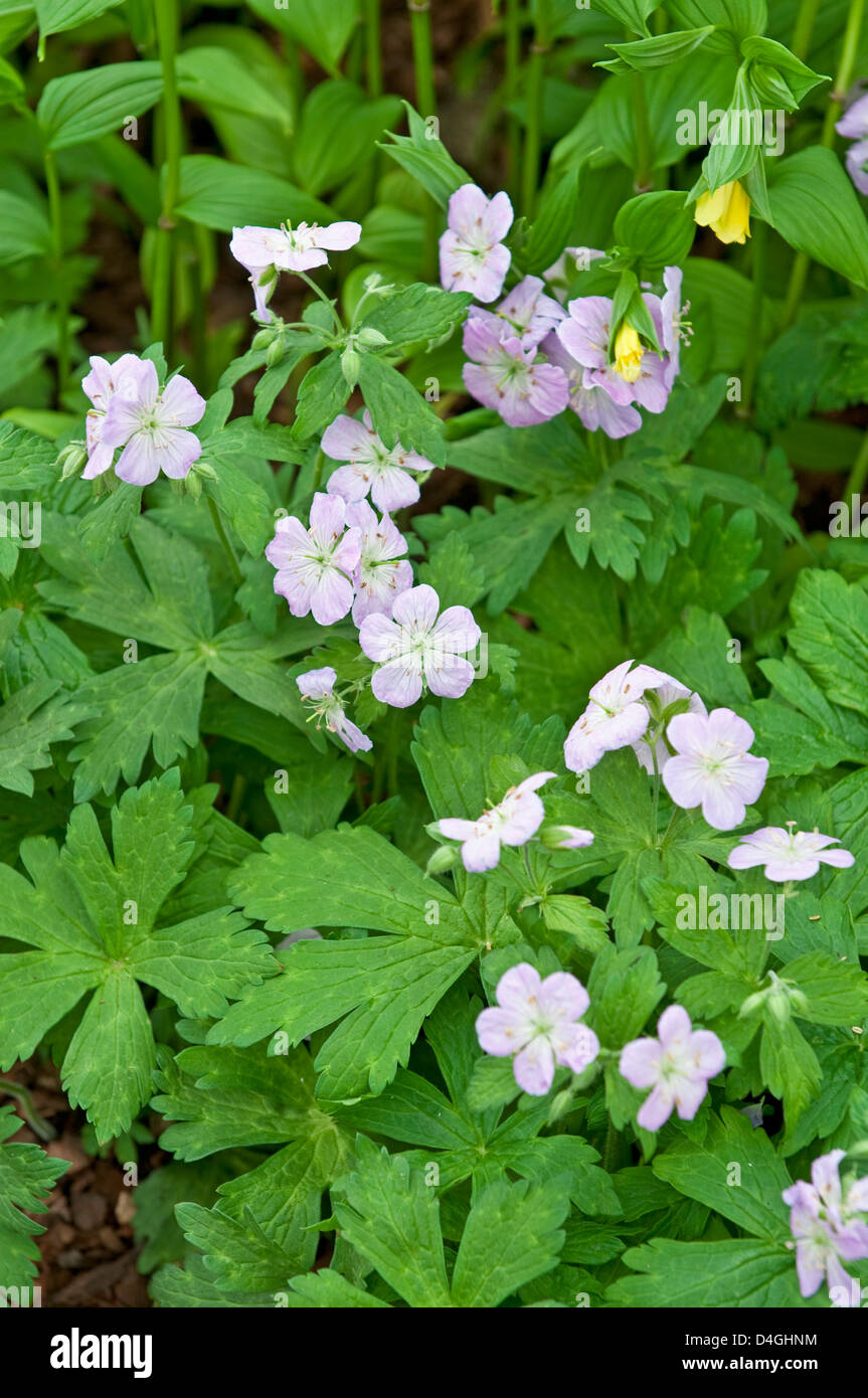 Geranium maculatum 'Chatto' Stock Photo - Alamy