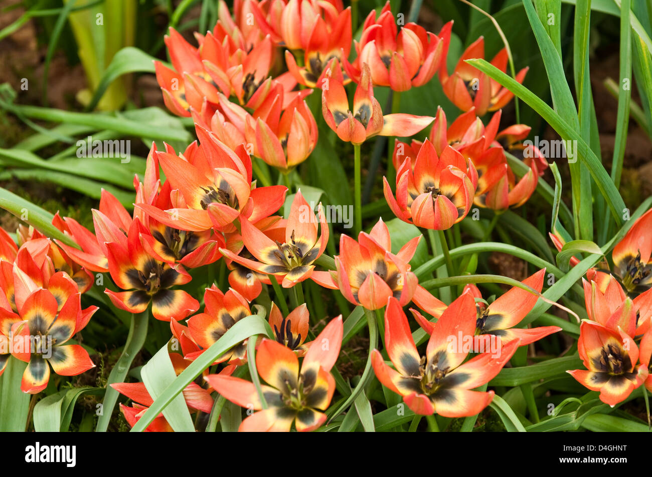 Tulipa 'Little Princess' Stock Photo - Alamy