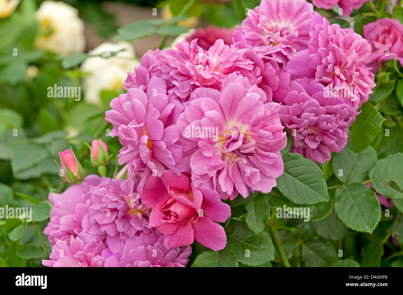 Princess rose hi-res stock photography and images - Alamy