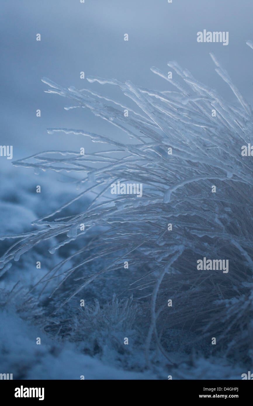 Icy stems hi-res stock photography and images - Alamy
