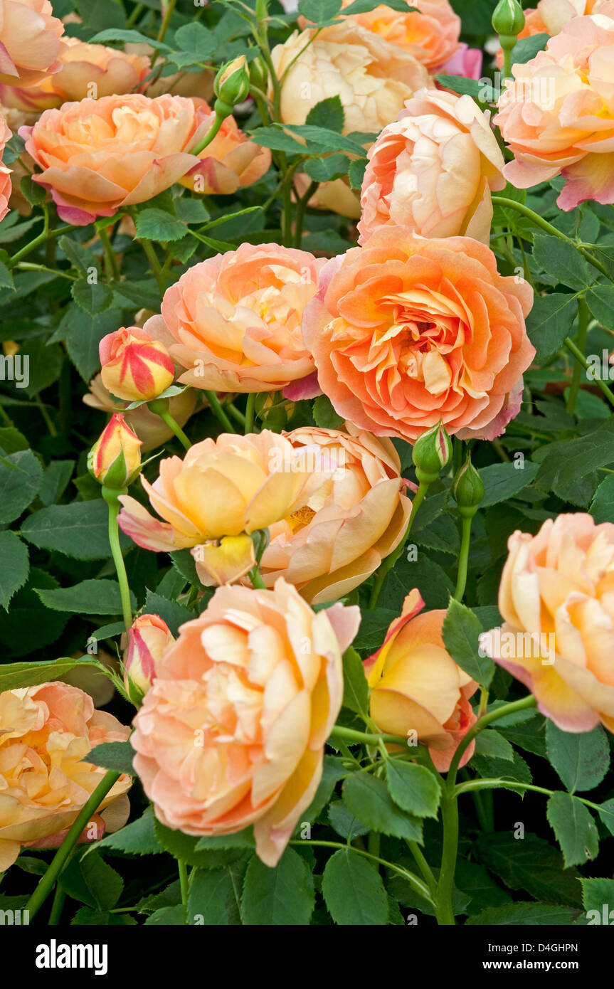 Rosa 'Lady of Shalott' (Ausnyson) New 2009. "English Rose Stock Photo ...