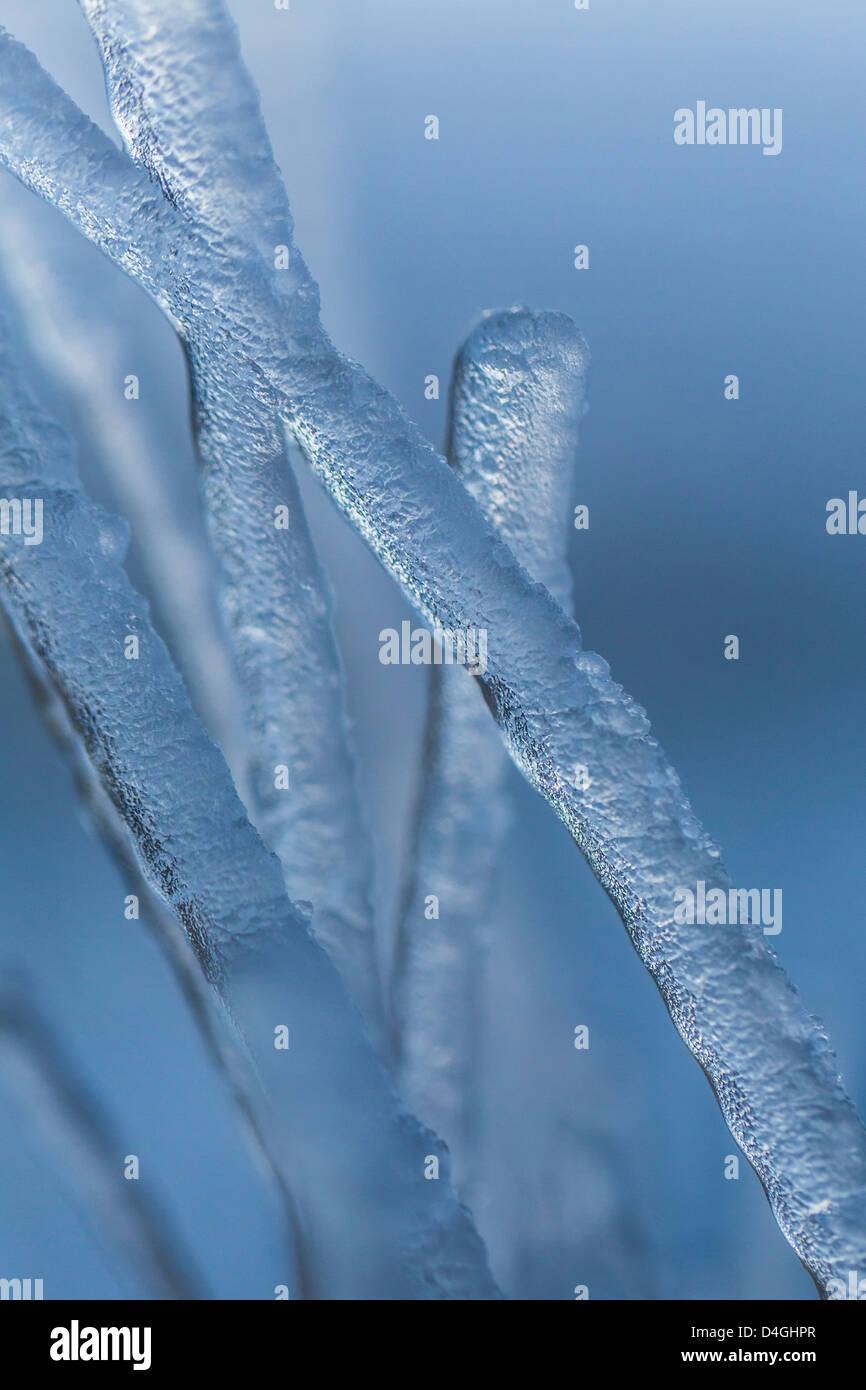Frozen Iced grass stems Stock Photo - Alamy