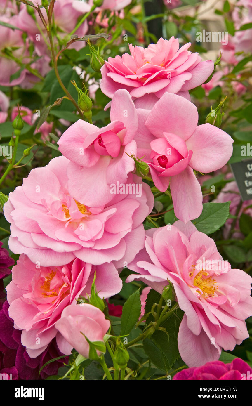Rosa 'Cariad' New 2010. (Auspanier) "English Rose Stock Photo - Alamy