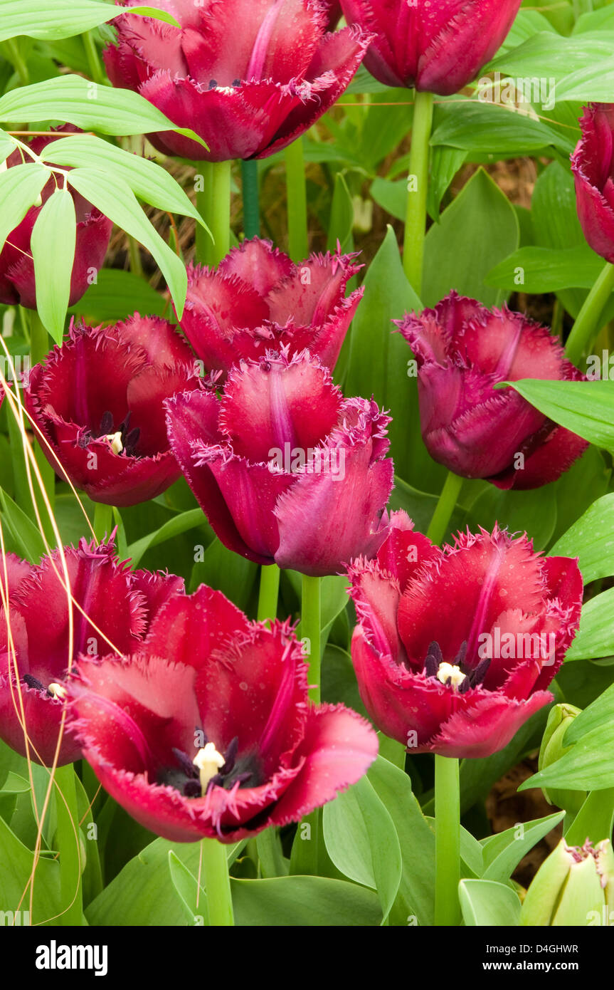 Curly sue hi-res stock photography and images - Alamy