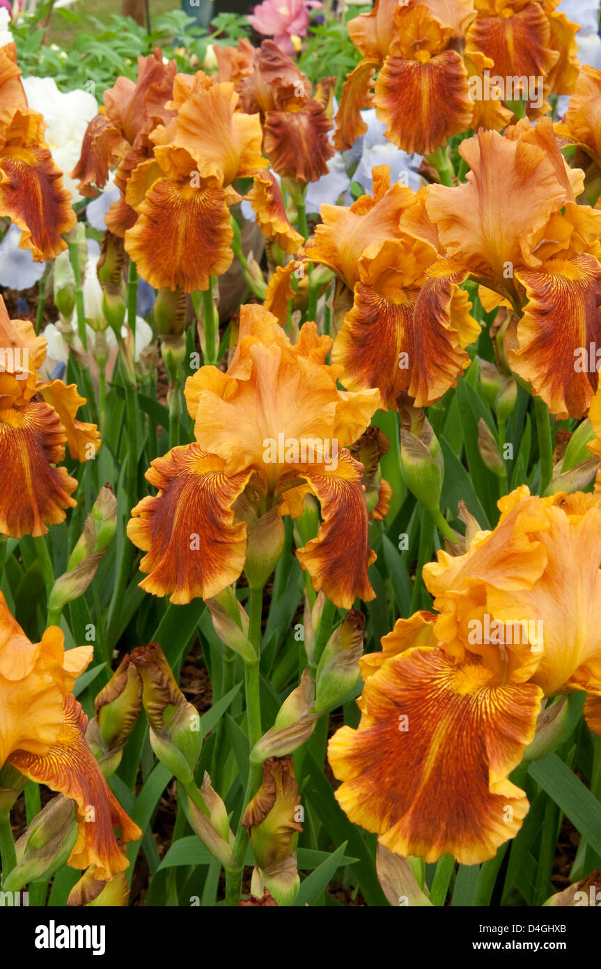 Iris 'Carnival Time' Stock Photo - Alamy