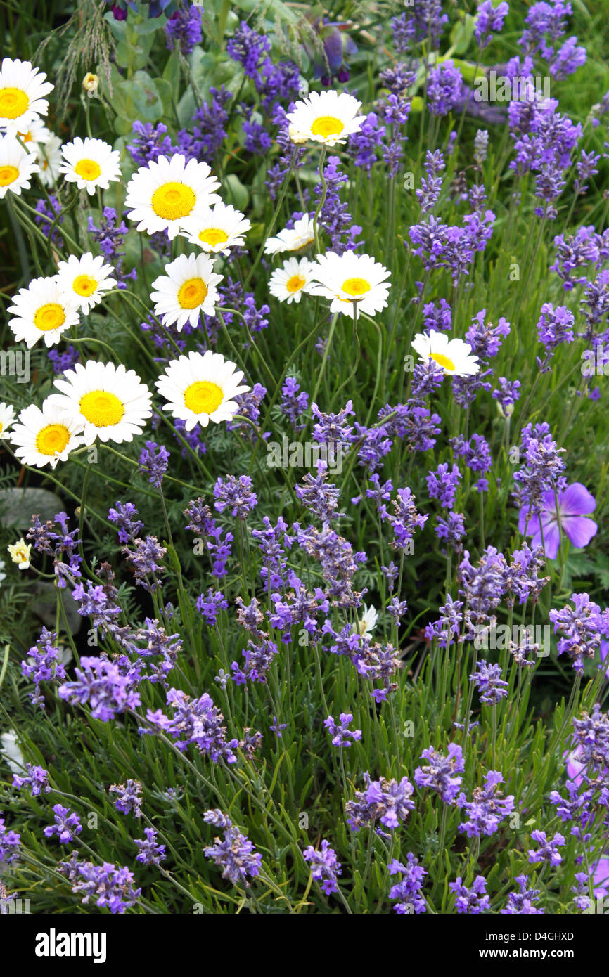 Fresh blooms in a garden Stock Photo - Alamy