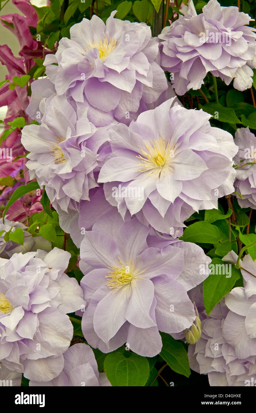 Clematis louise rowe hi-res stock photography and images - Alamy