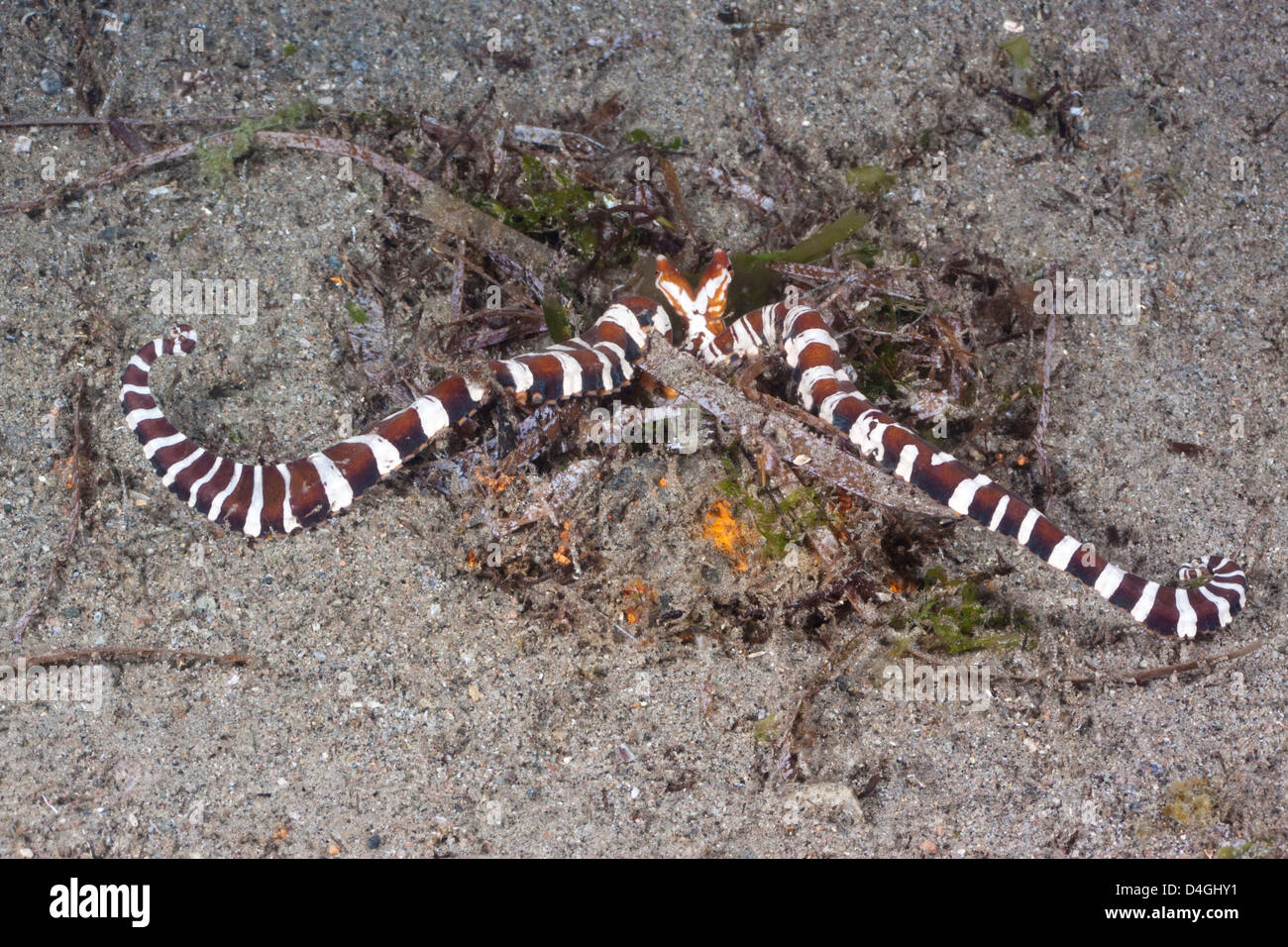 Mimic Octopus Sea Snake