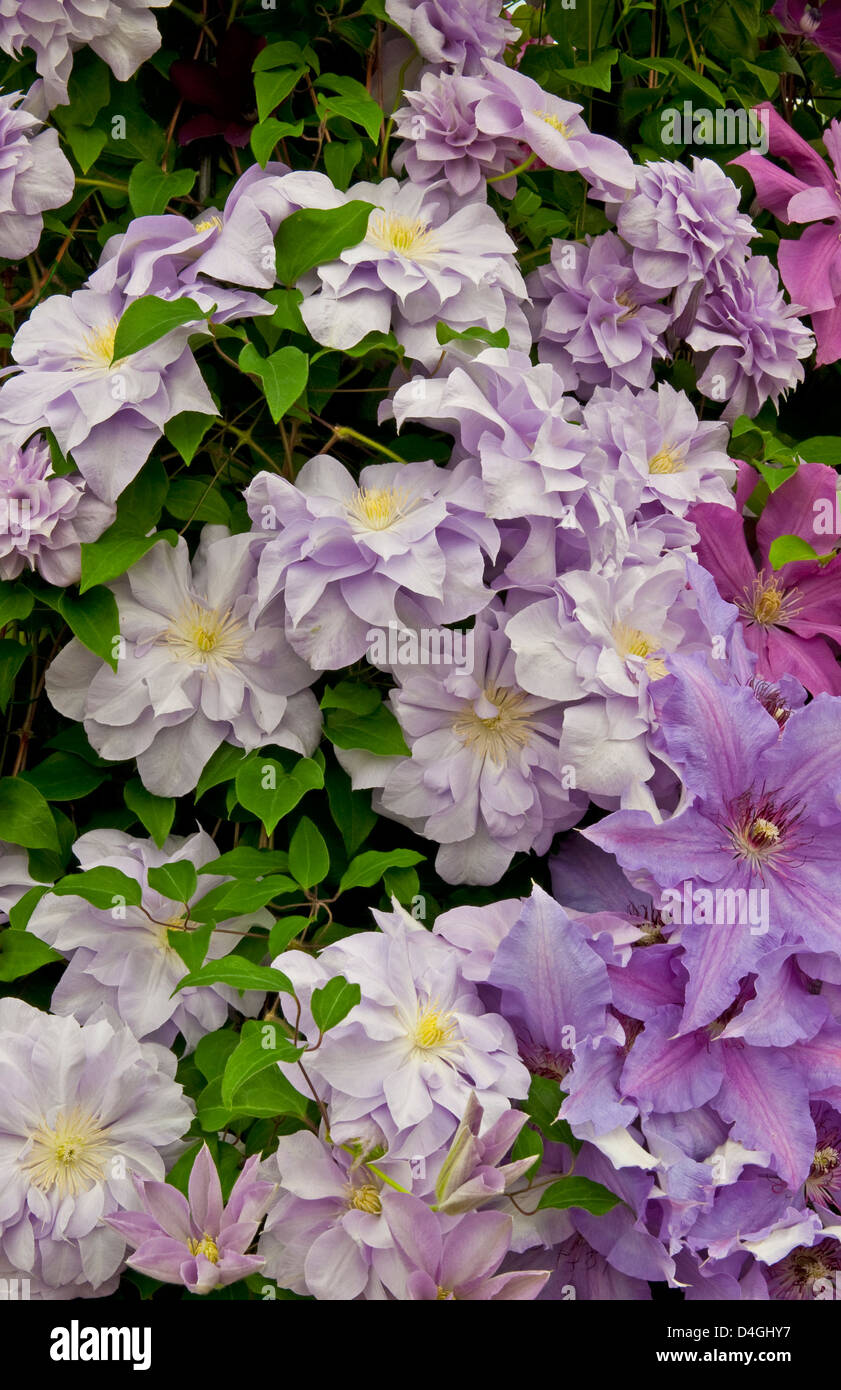 Clematis 'Louise Rowe' Stock Photo - Alamy