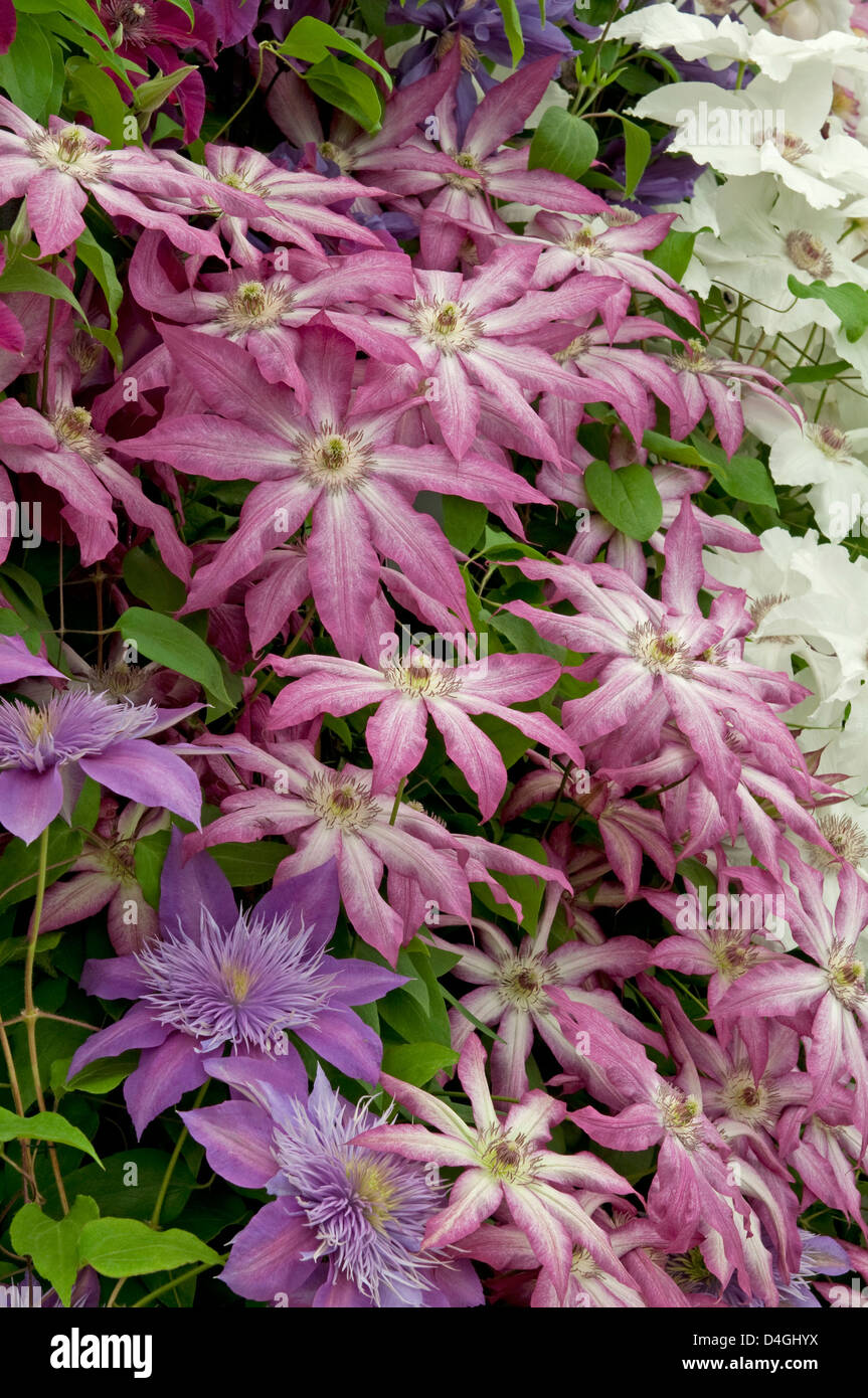 Thorncroft clematis nurseries hi-res stock photography and images - Alamy