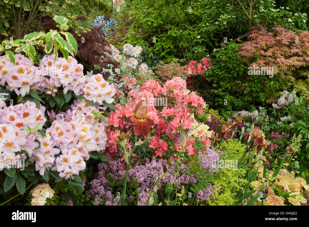 Spring Border Rhododendrons Syringa perennials (Iris Euphorbia Heuchera ...