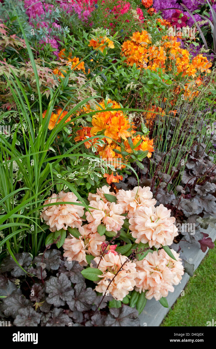 Spring Border shrubs Heuchera Rhododendron 'Firelight' in foreground ...