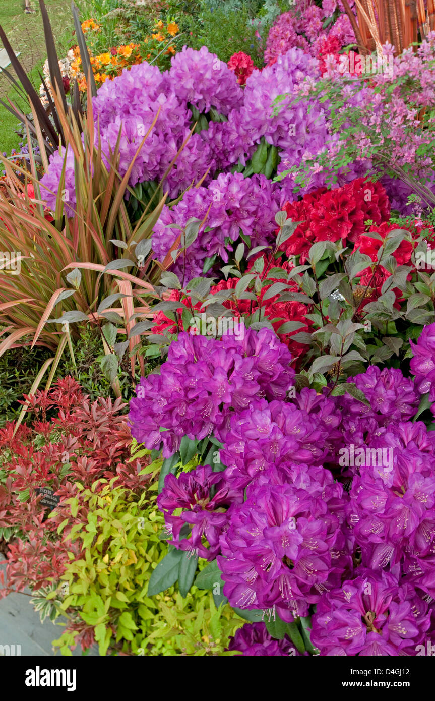 Rhododendrons mixed. Rhododendron 'Purple Passion', Rh. roseum 'Elegans ...