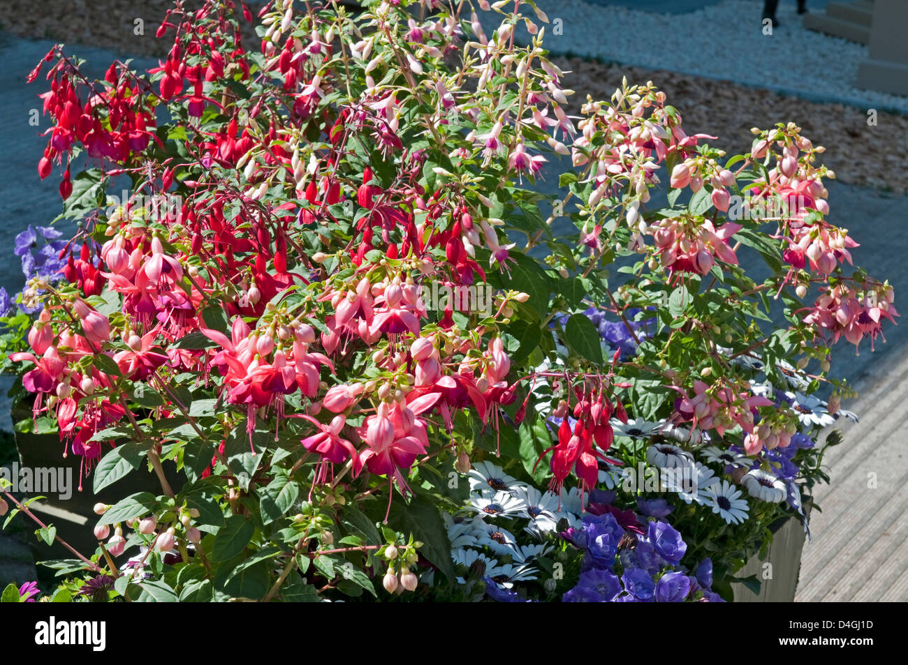 Fuchsia mixed in Summer container with annuals Stock Photo - Alamy