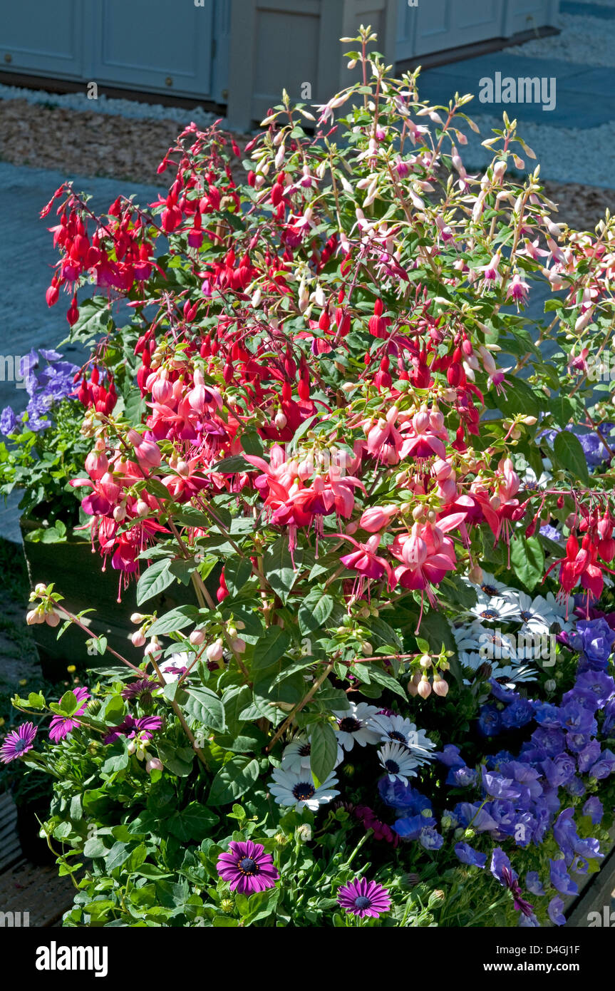 Fuchsia mixed in Summer container with annuals Stock Photo - Alamy