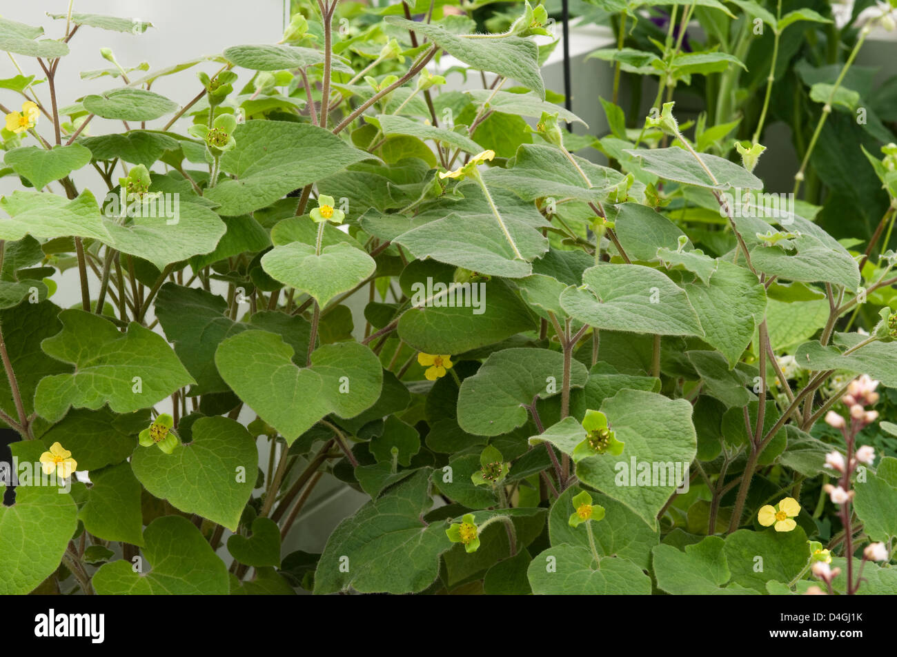 Saruma High Resolution Stock Photography and Images - Alamy