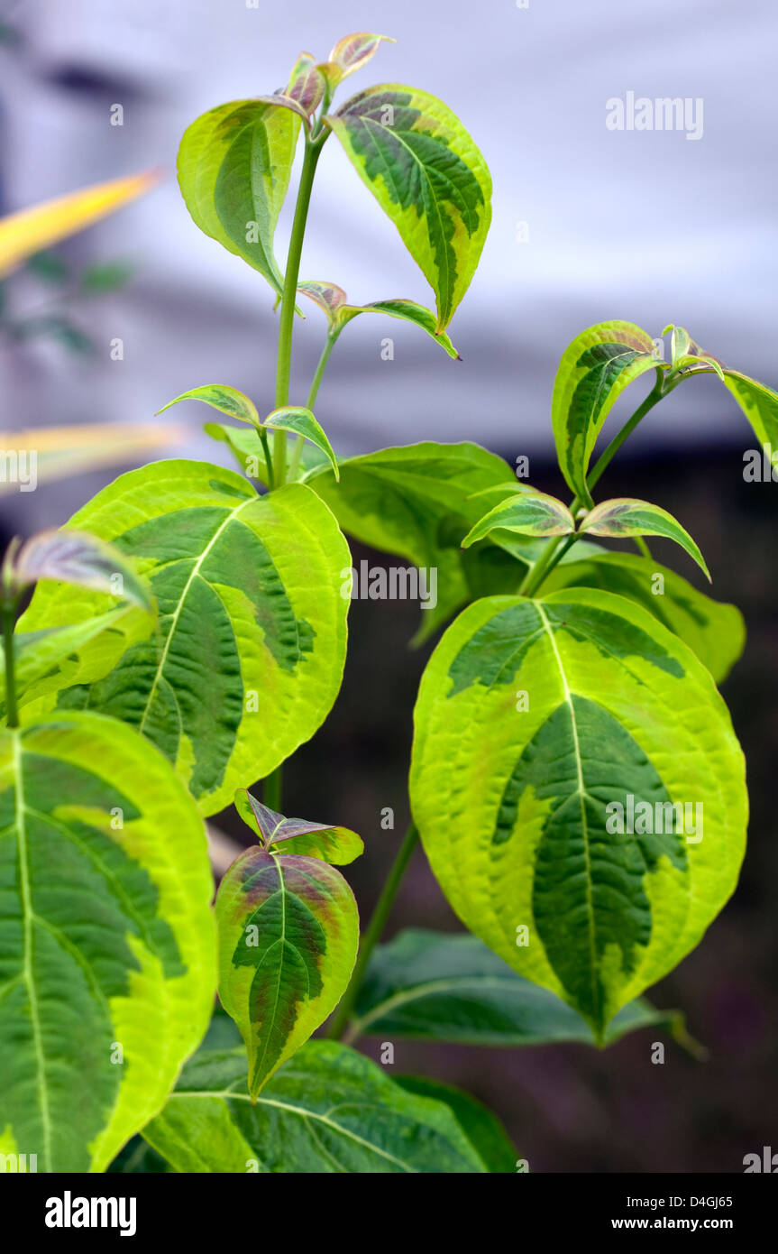 Cornus x kousa 'Celestial Shadow' Stock Photo - Alamy