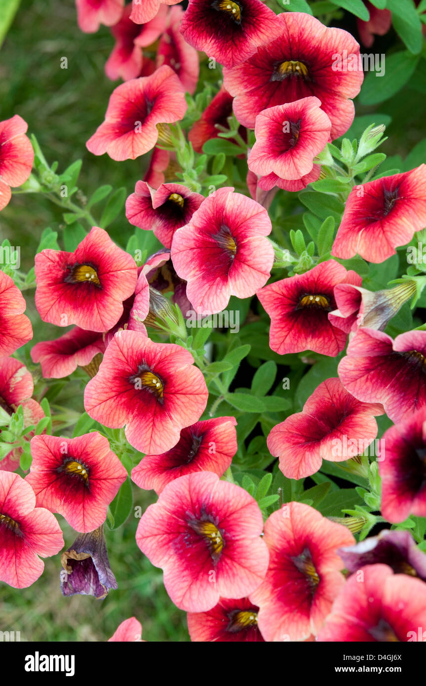 Superbells hi-res stock photography and images - Alamy