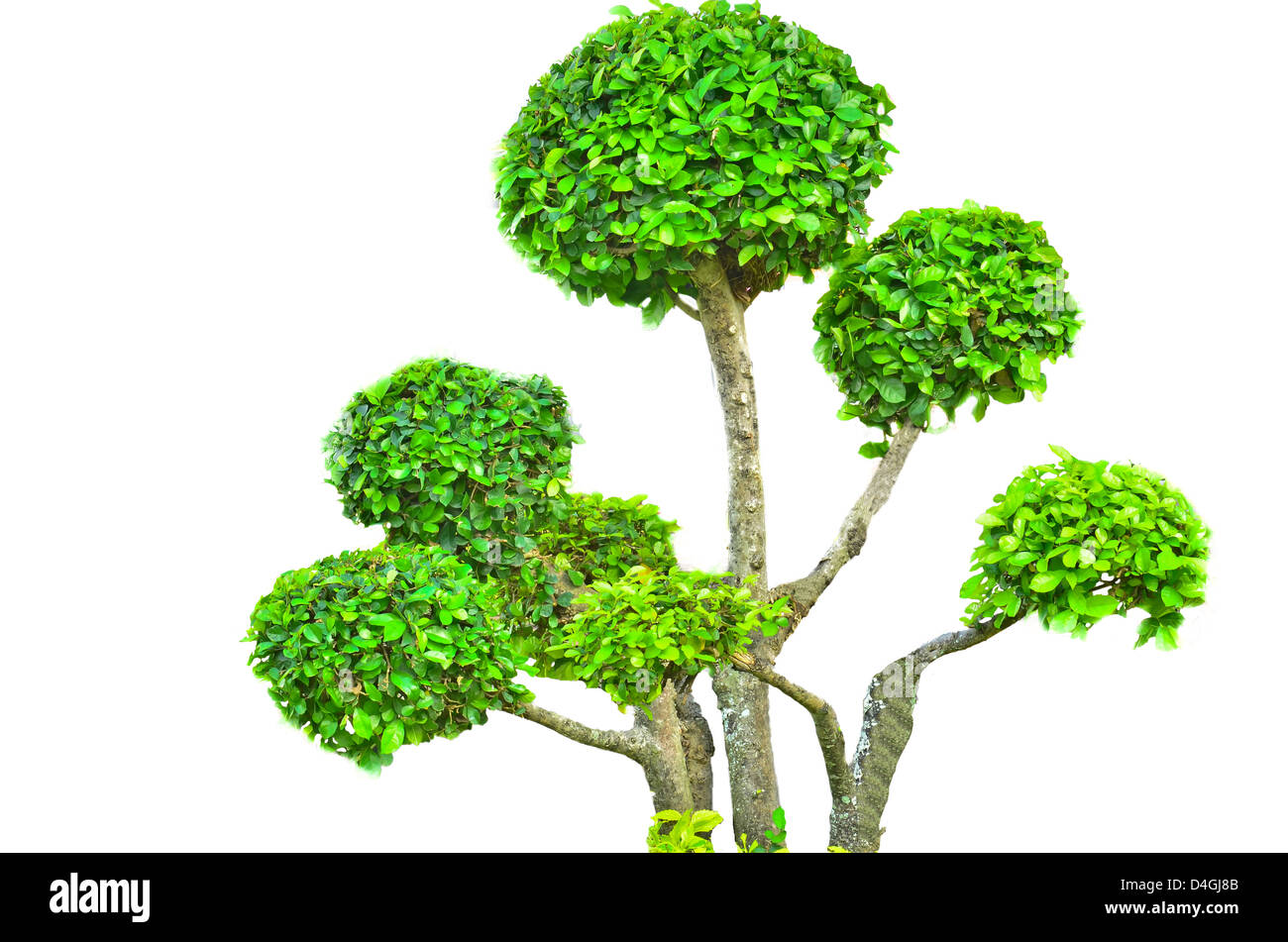 Bending trees hi-res stock photography and images - Alamy