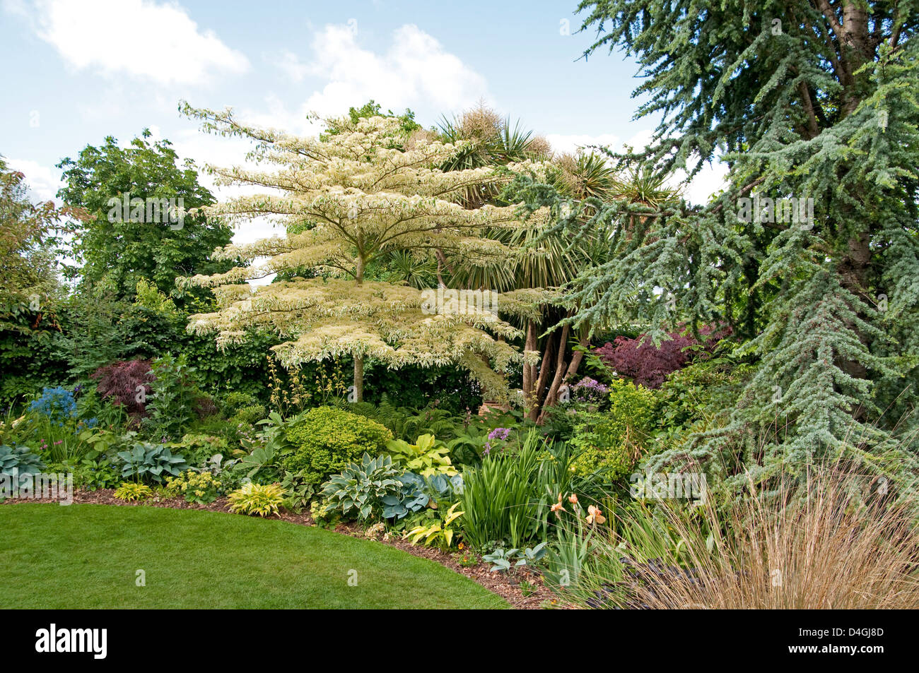 Cornus contraversa 'Variegata' AGM. Cosheen Garden, Ireland (Hester ...