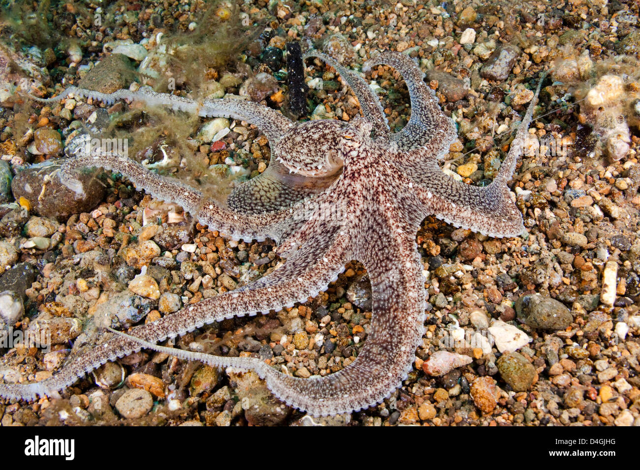 Octopus Stock Photos & Octopus Stock Images - Alamy
