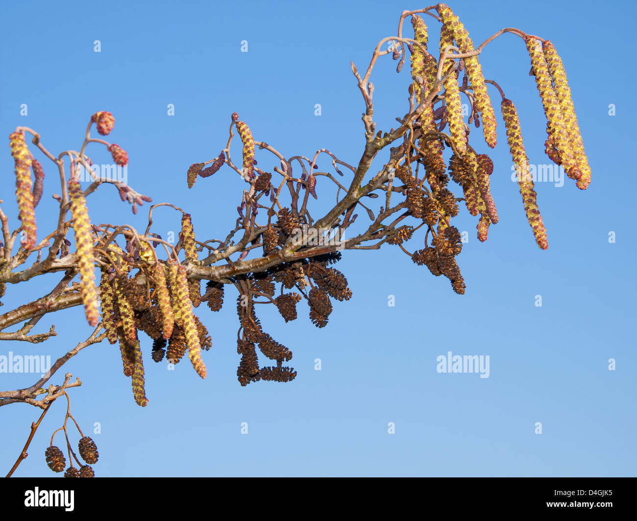 Hazel color hi-res stock photography and images - Alamy