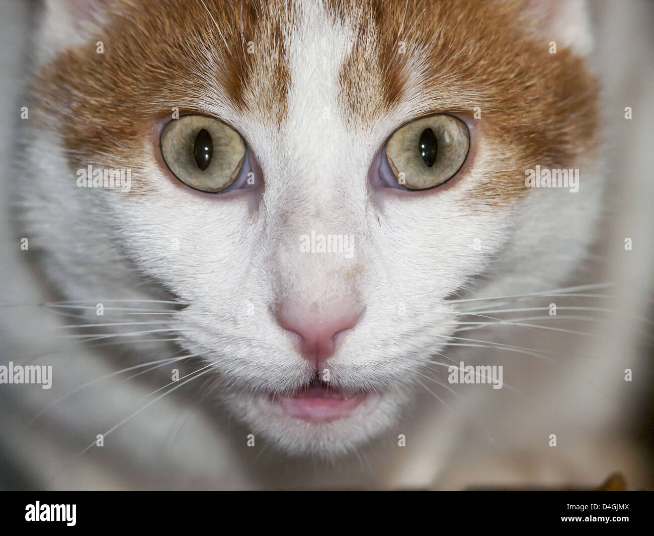 cat looking in the lens of the camera Stock Photo - Alamy