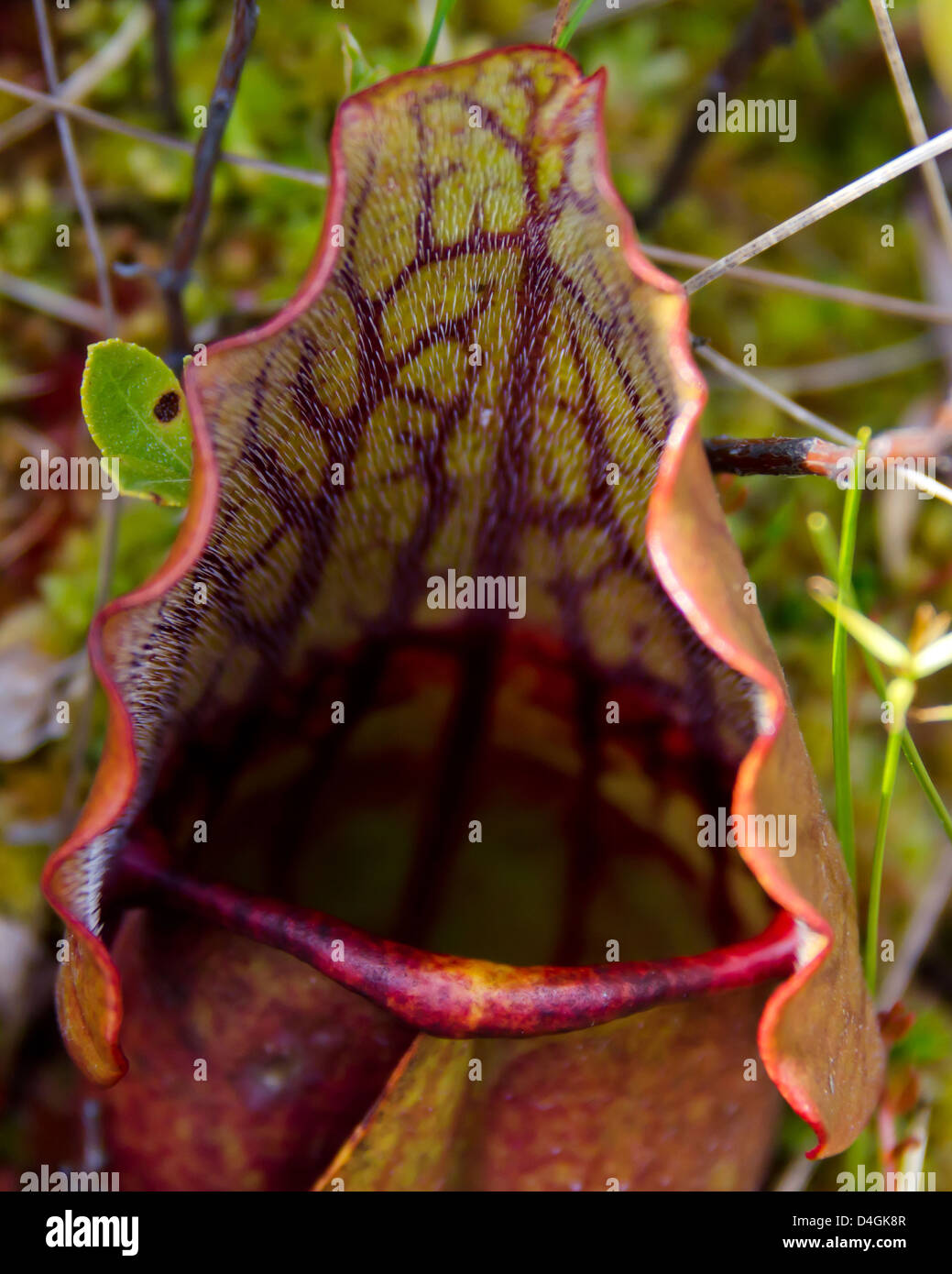 Pitfall trap of a Pitcher Plant showing the mouth, peristome (rolled ...