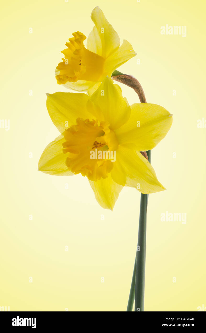 Yellow jonquil flowers on yellow background Stock Photo - Alamy