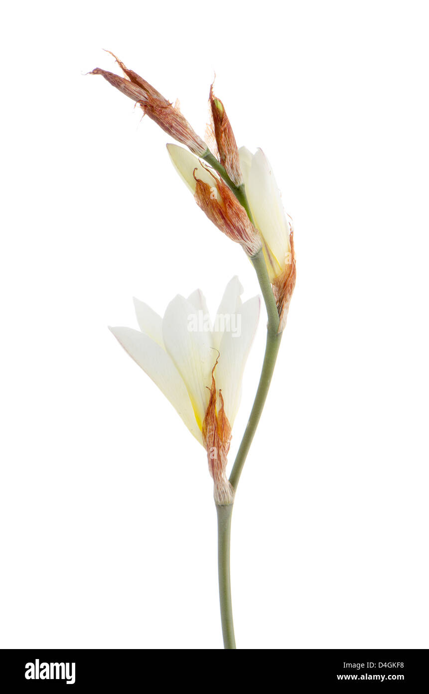 Beautiful white freesia flowers isolated on white background Stock ...