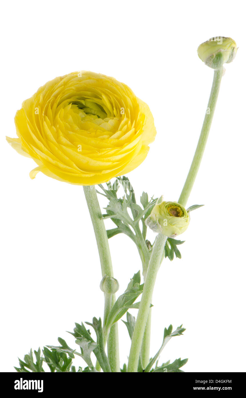 Beautiful yellow eustoma isolated on white background Stock Photo - Alamy