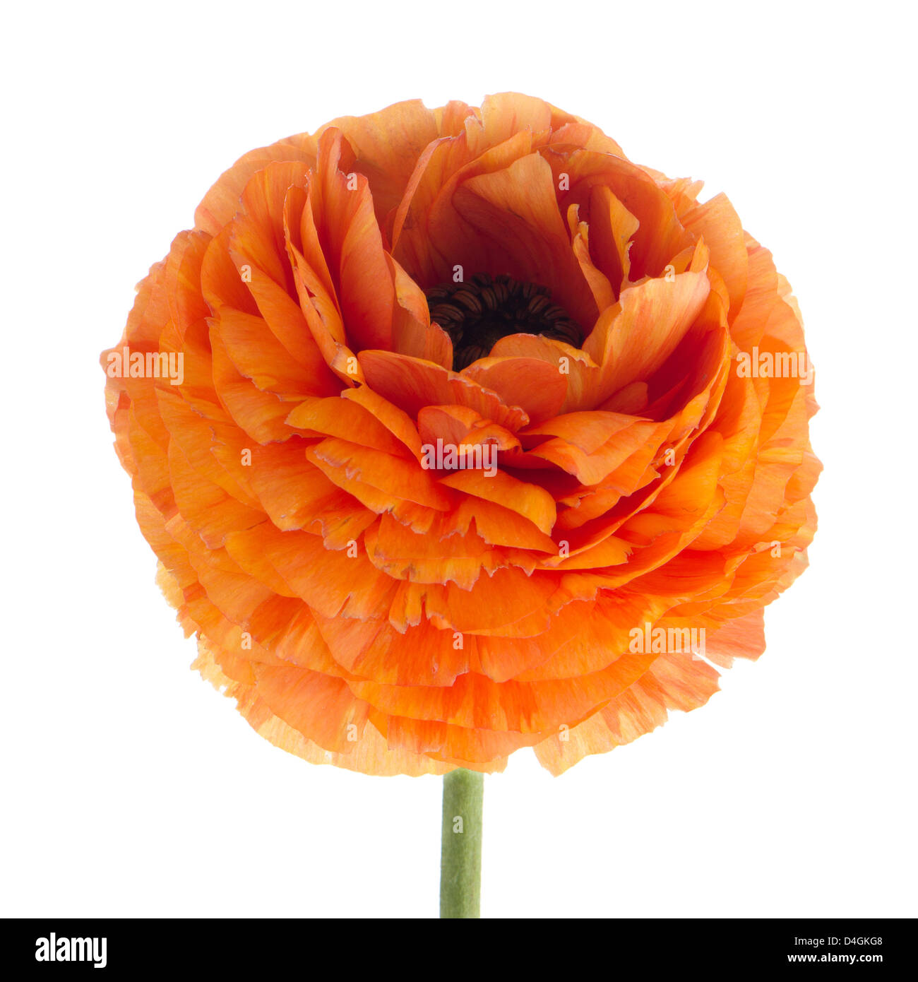Beautiful orange eustoma isolated on white background Stock Photo - Alamy