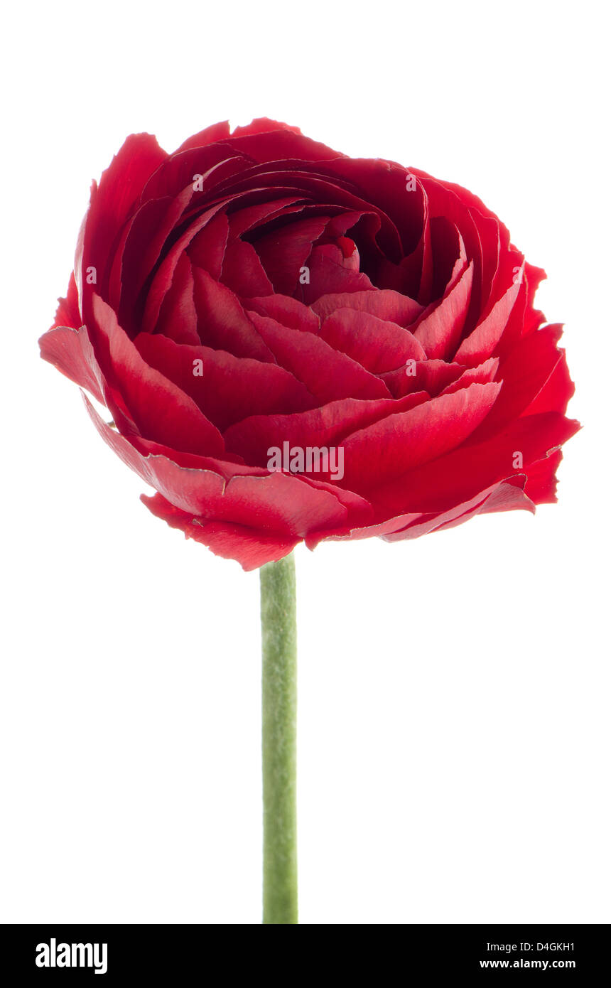 Beautiful red eustoma isolated on white background Stock Photo - Alamy