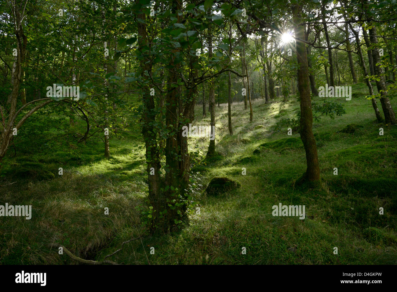 Hag wood with sun light streaming through the trees hi-res stock ...