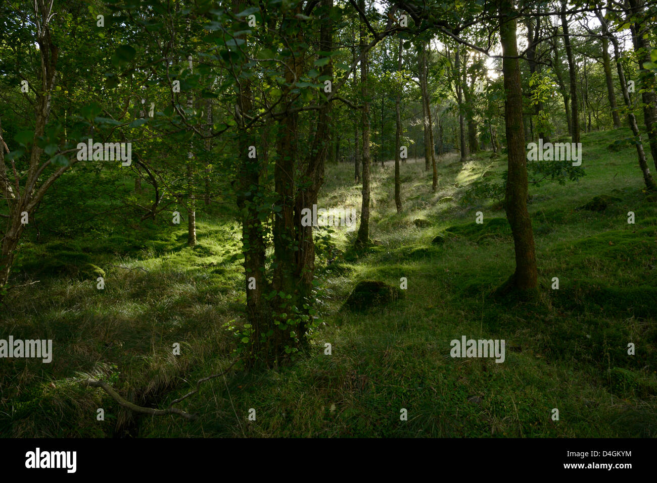 Hag wood with sun light streaming through the trees, Great Langdale ...