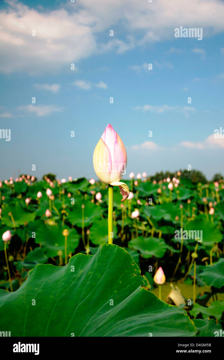 Eco bud hi-res stock photography and images - Alamy