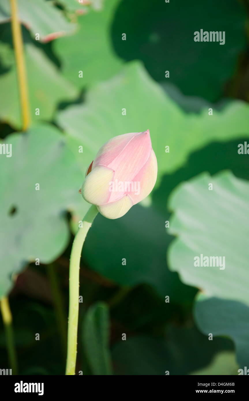 Bud e hi-res stock photography and images - Alamy